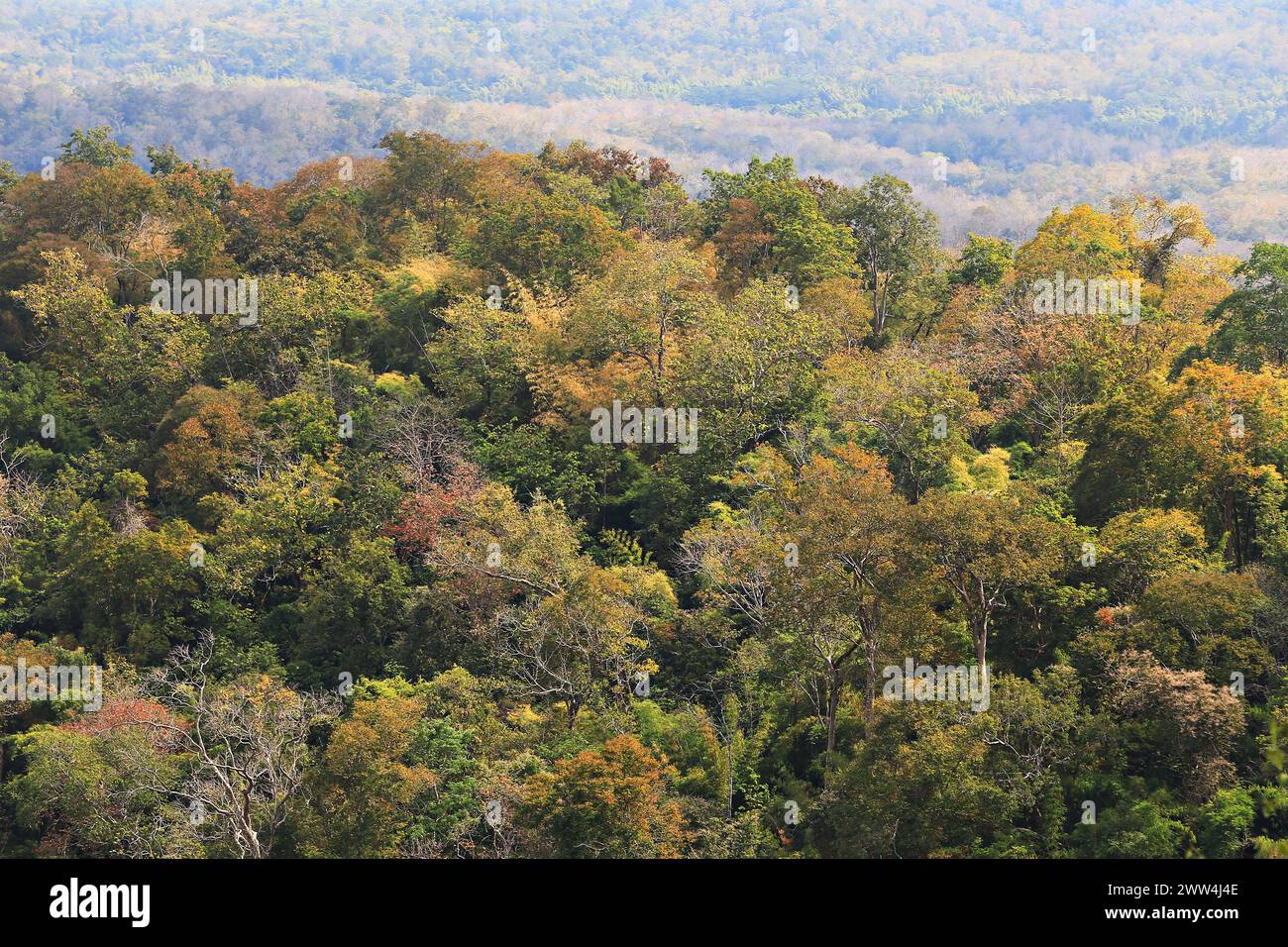 The beauty of forest with many varieties of trees changing colors ...