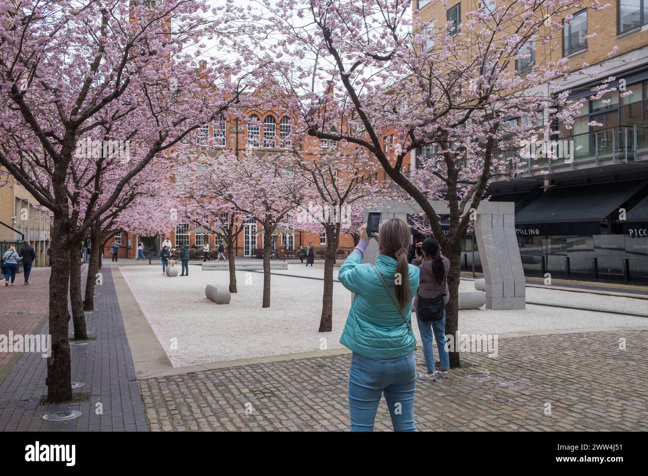 People admiring and photographing the pink spring blossom in Oozells ...