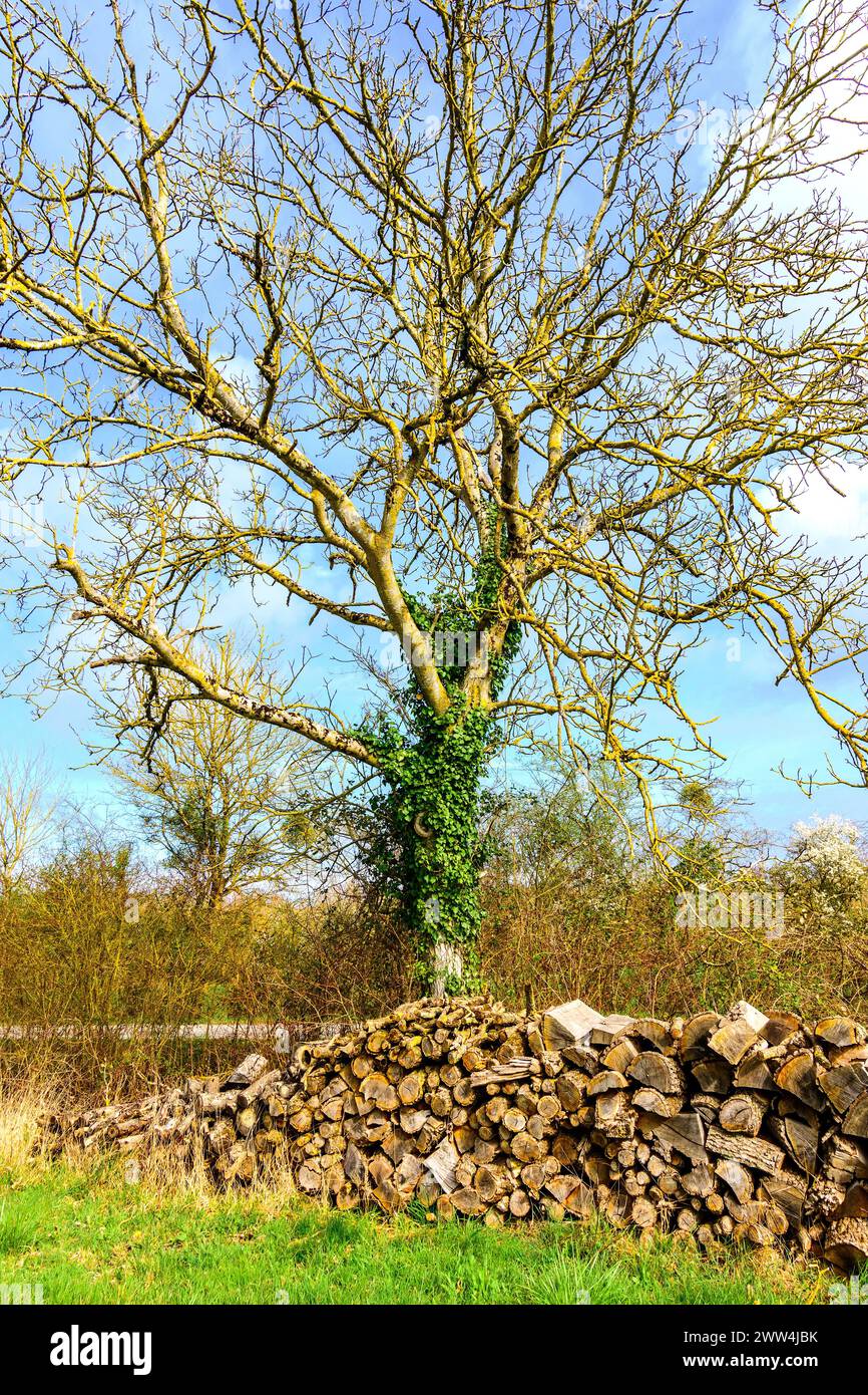 Oak tree (leafless in Winter) with stack of cut and split branches for ...