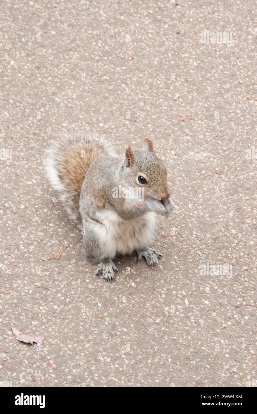 Small Grey Squirrel, Royal Observatory, Greenwich, South London, UK ...