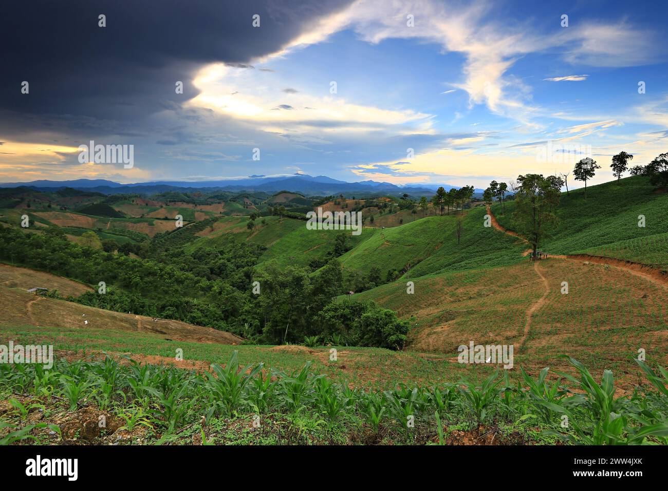 Growing corn on the mountain Deforestation, PM 2.5 problem in Nan ...