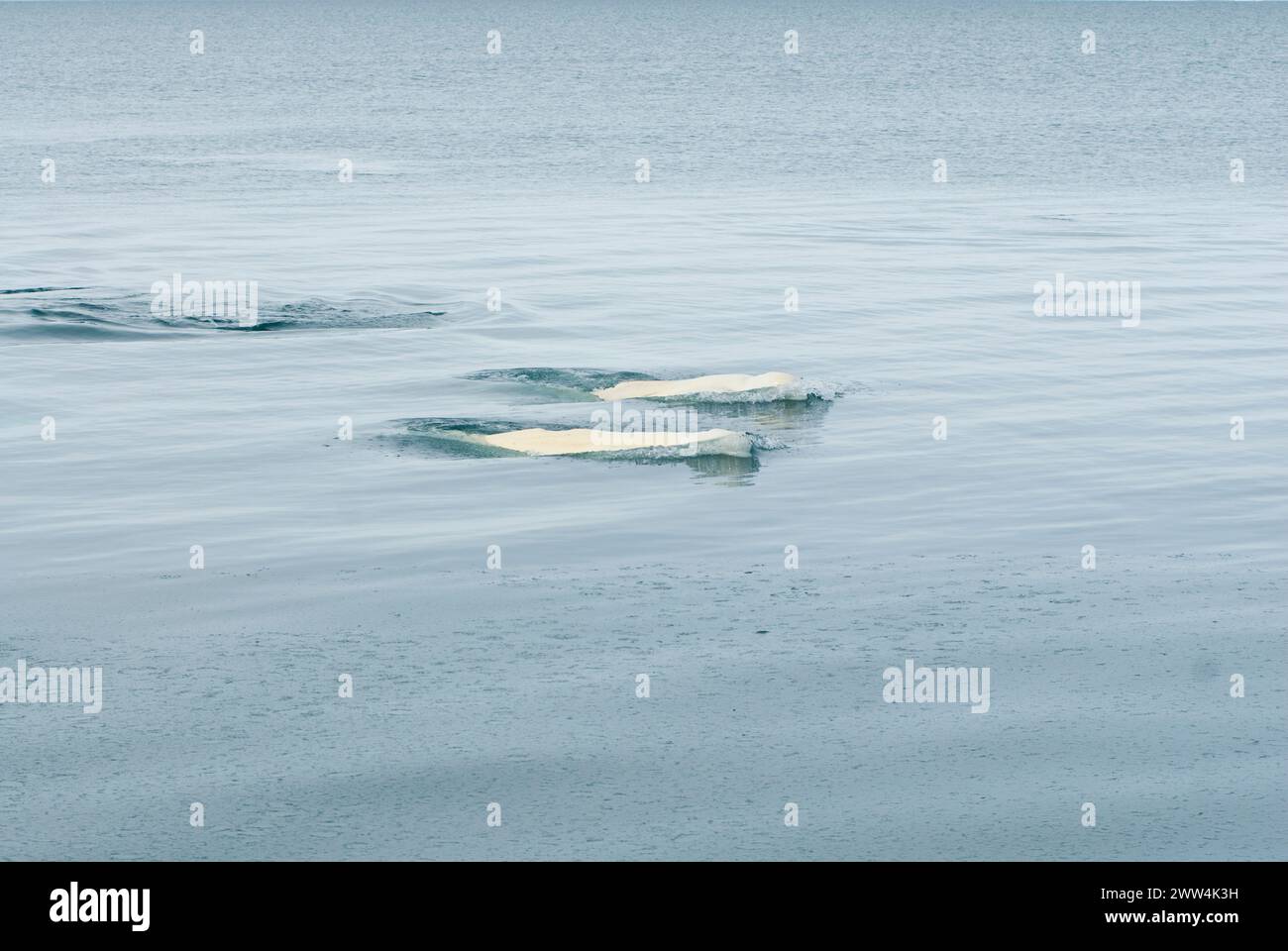 beluga whale, Delphinapterus leucas, adult in an open lead amidst the ...