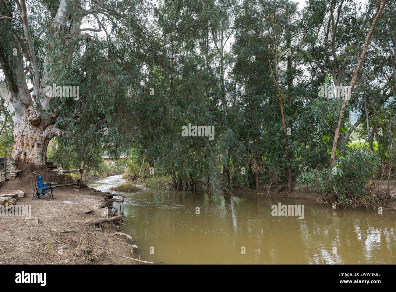 beautiful view of Eucalyptus on the Kishon River in Israel Stock Photo ...