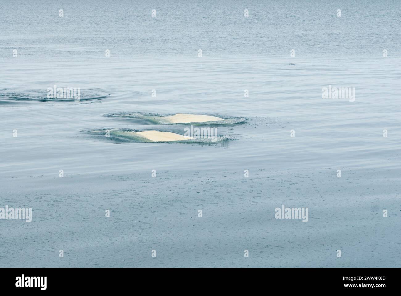 beluga whale, Delphinapterus leucas, adult in an open lead amidst the ...