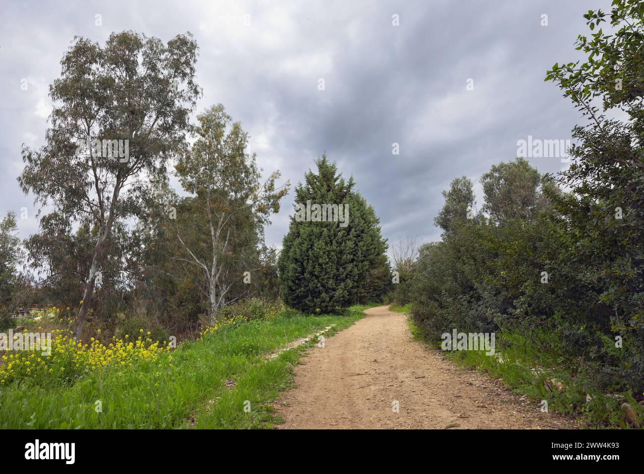landscape with green trees and road against dramatic sky in Israel ...