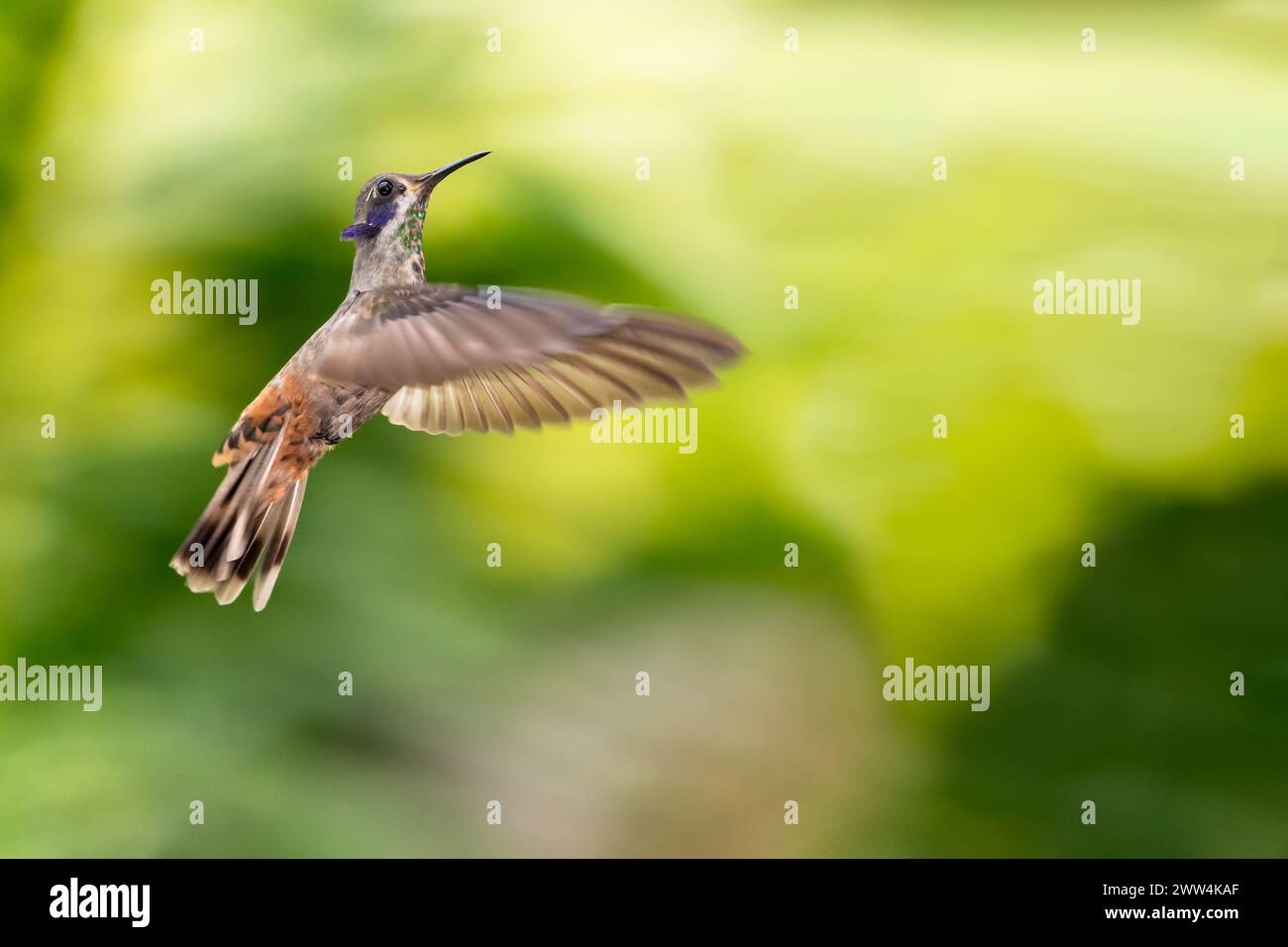 Tropical Brown-violetear hummingbird, Colibri delphinae, flying in a ...