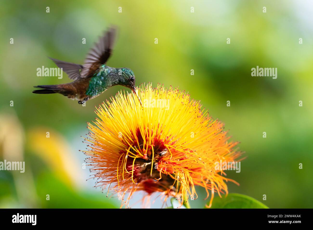 Copper-rumped hummingbird, Amazilia tobaci, feeding on a colorful ...