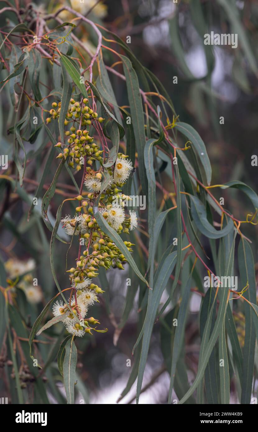 Eucalyptus blossom hi-res stock photography and images - Alamy