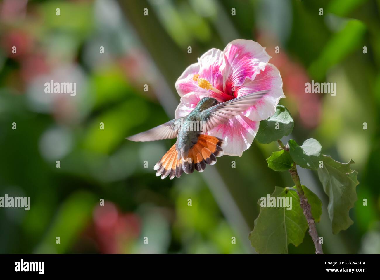 Ruby Topaz hummingbird, Chrysolampis mosquitus, feeding on an exotic ...