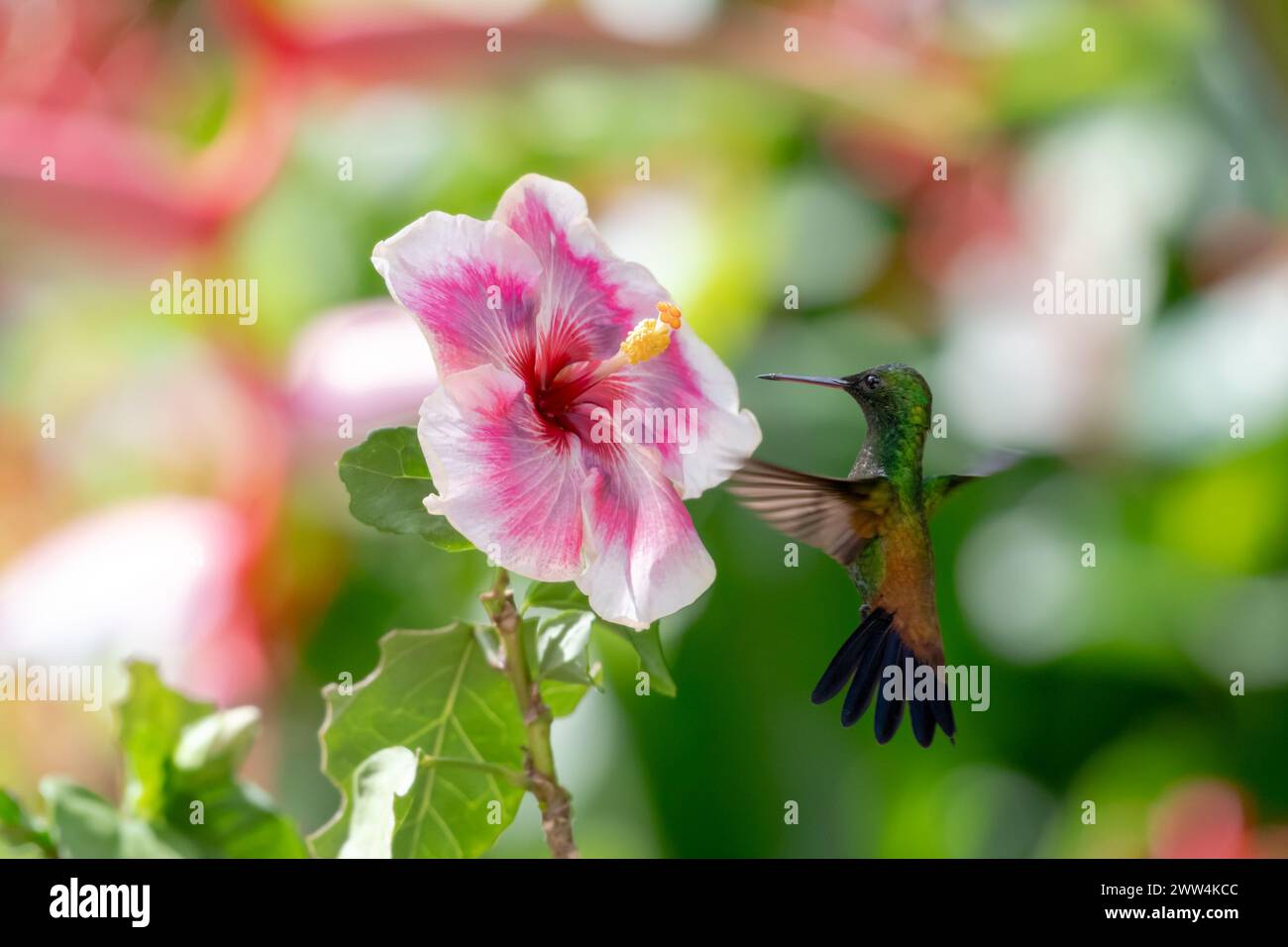 Hummingbirds at hibiscus flowers hi-res stock photography and images ...