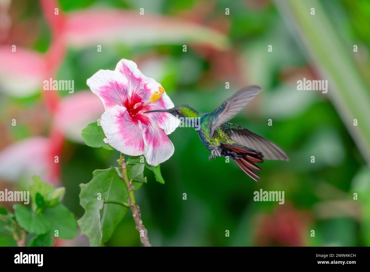 Agile, Black-throated Mango hummingbird, Anthracothorax nigricollis ...