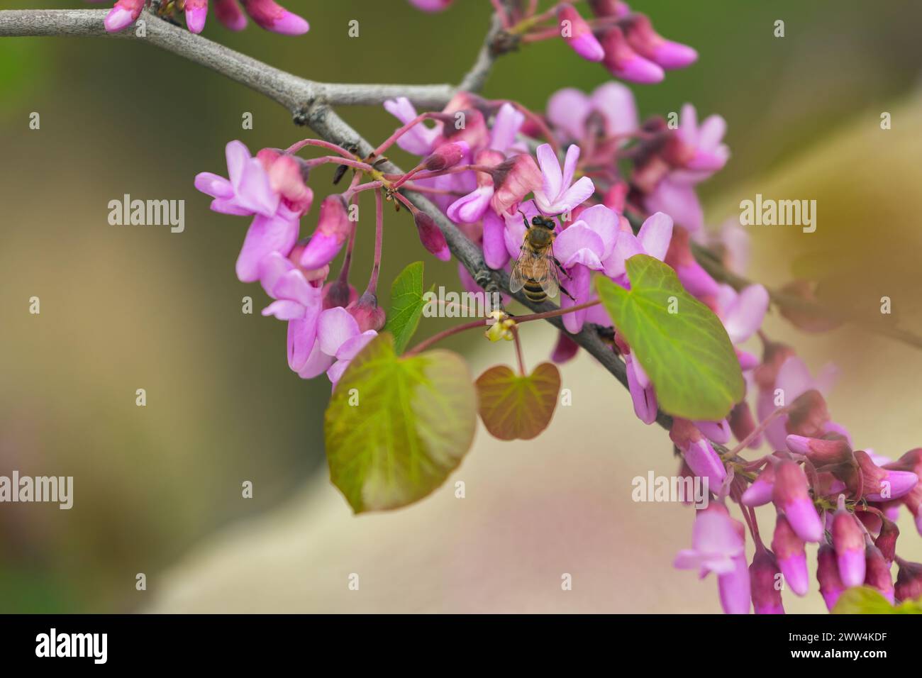 Eastern red bud tree hi-res stock photography and images - Alamy