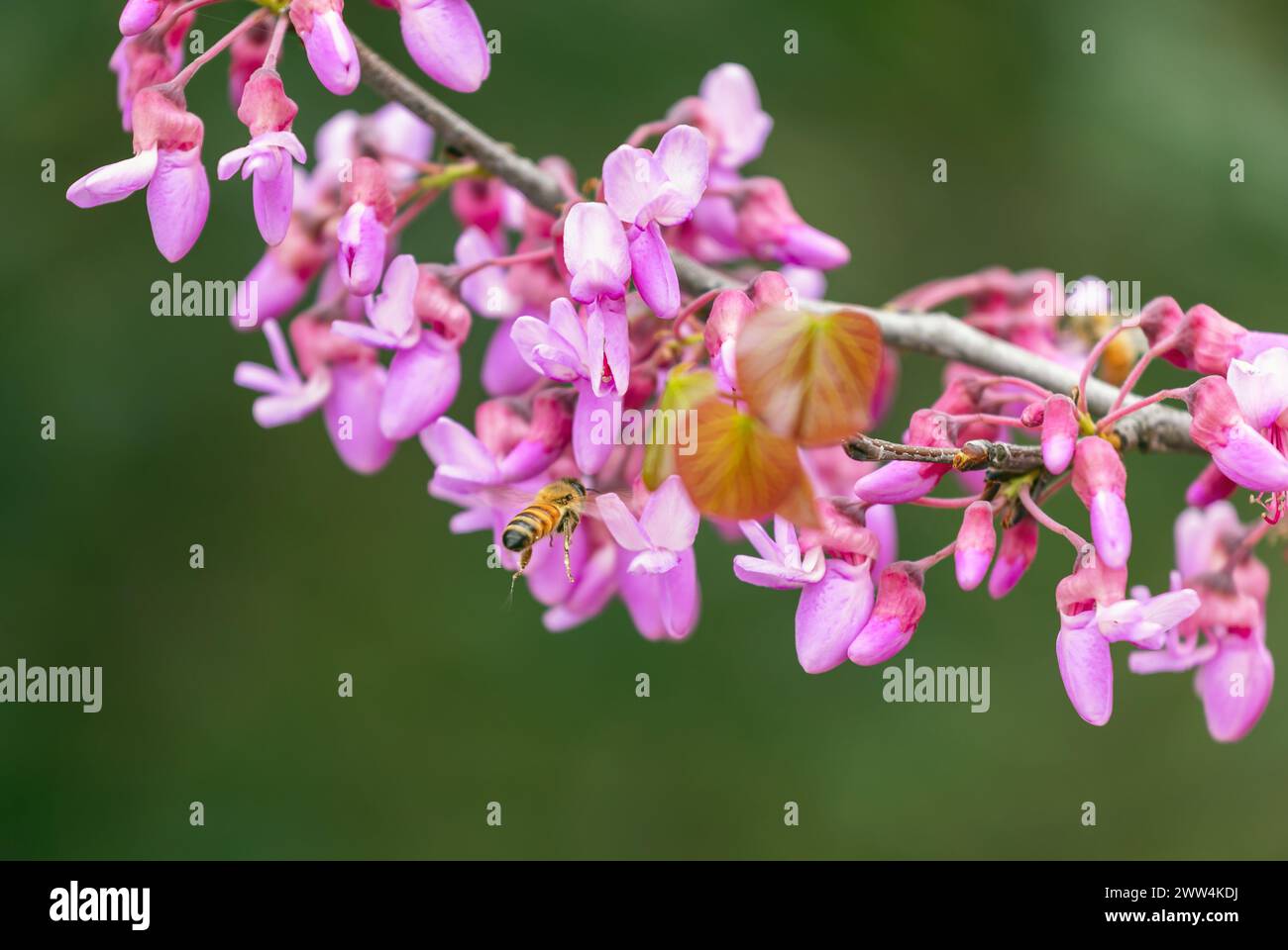 Eastern red bud tree hi-res stock photography and images - Alamy
