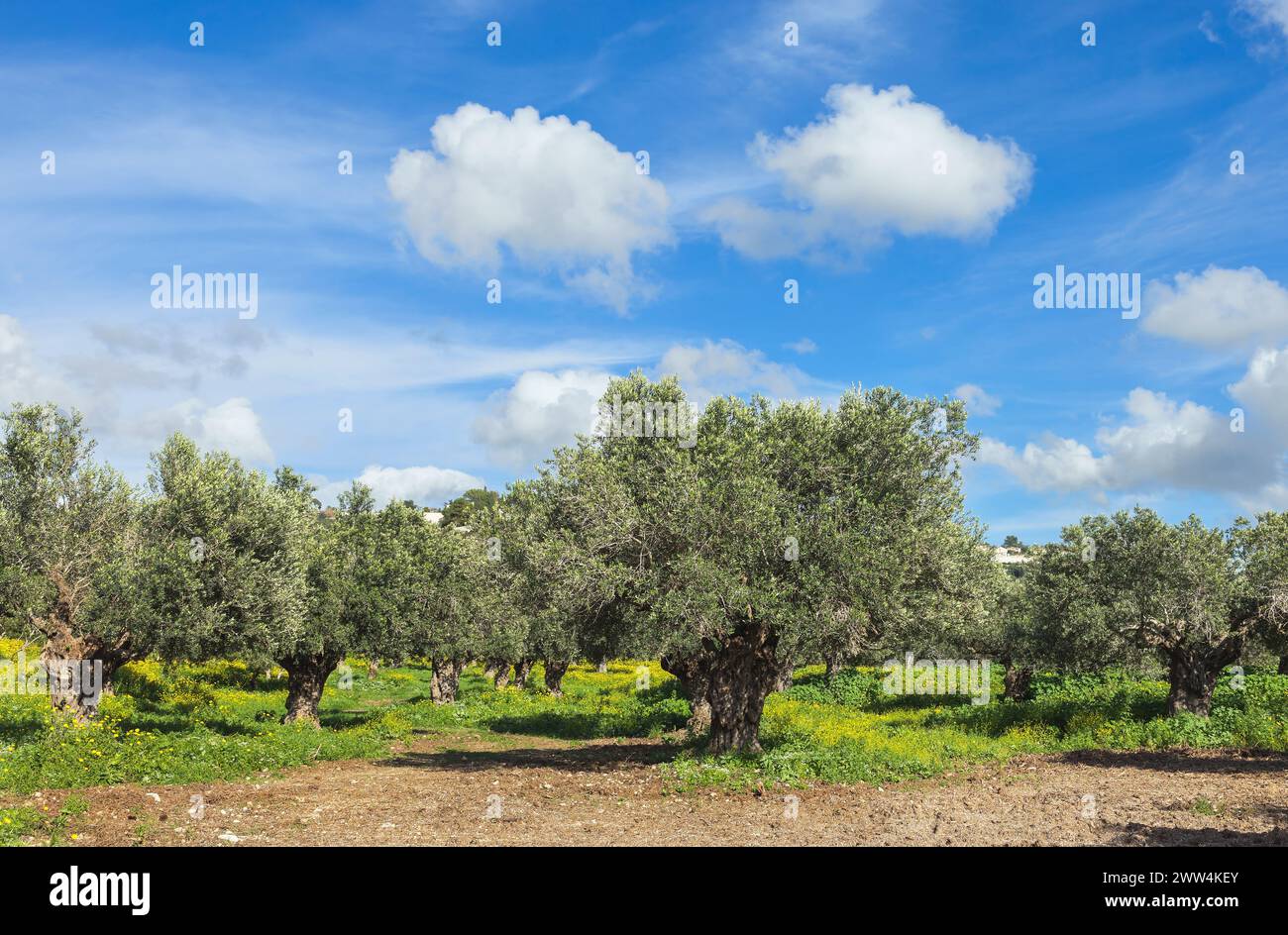 beautiful garden of olive trees in Israel against a background of blue ...