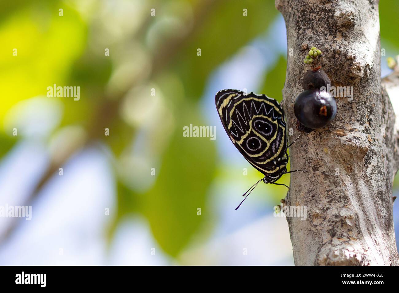 GOIANIA GOIAS BRAZIL - MARCH 07 2024: A butterfly perched on the trunk ...