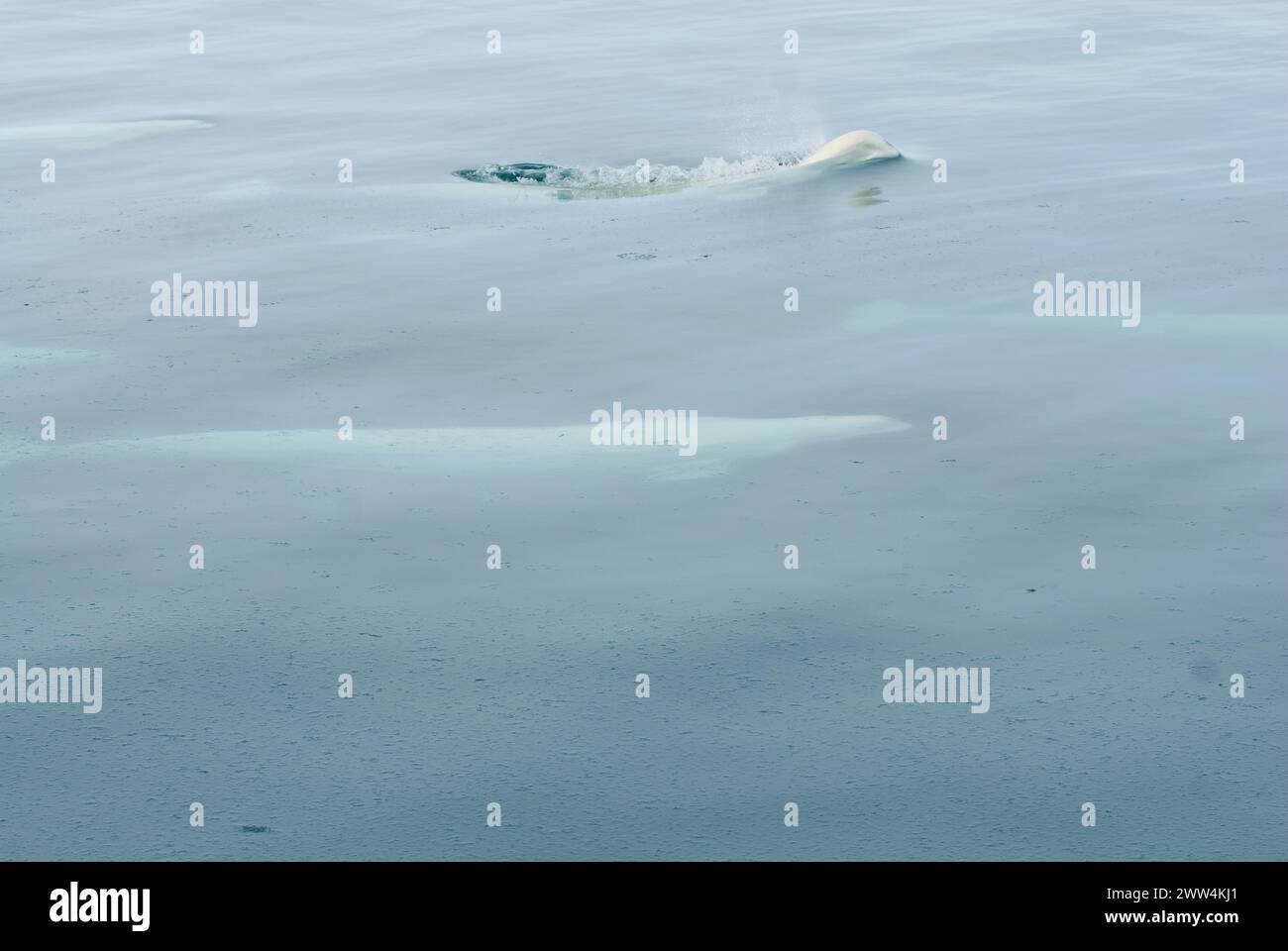 beluga whale, Delphinapterus leucas, adult in an open lead amidst the ...