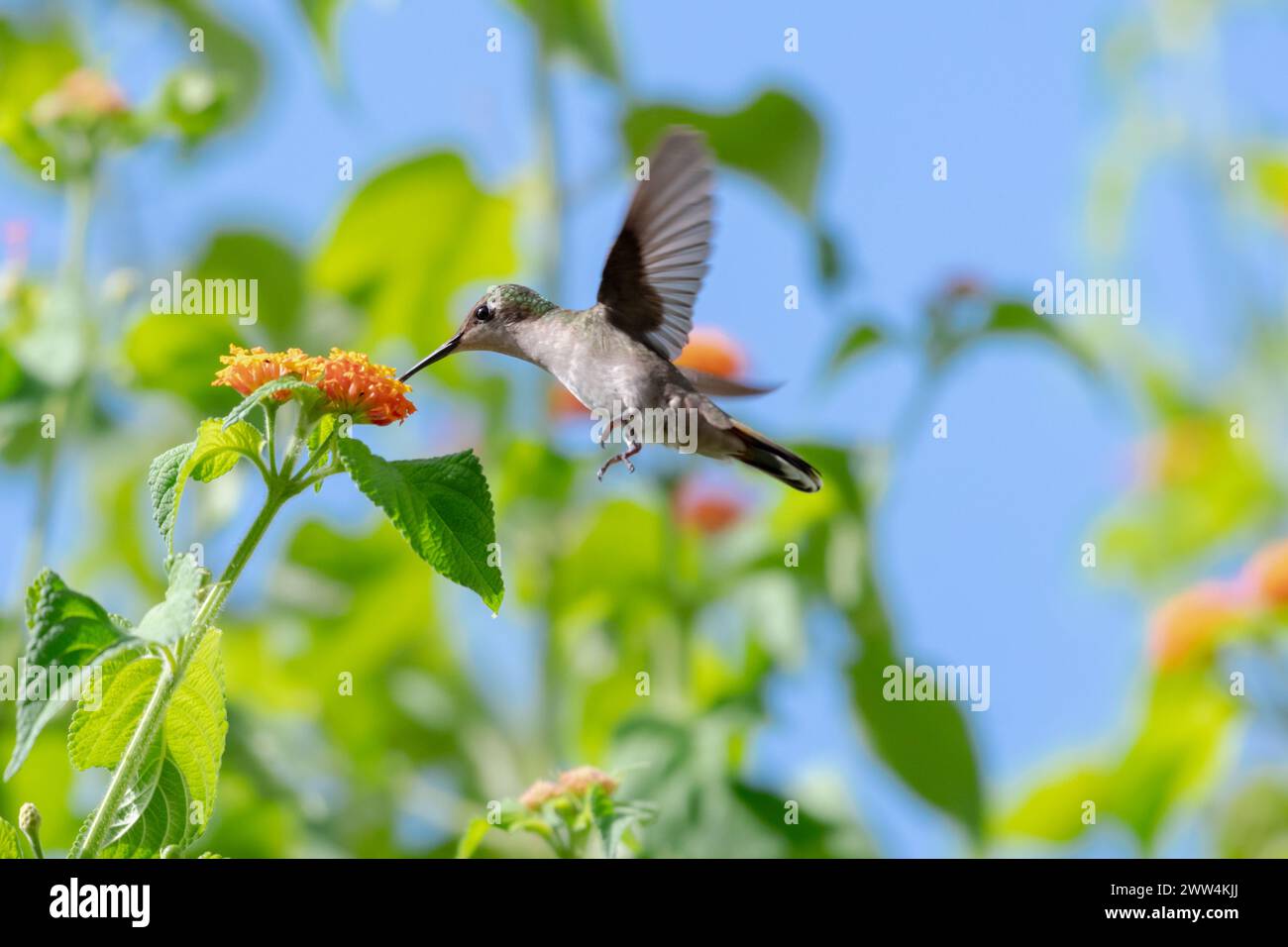 Ruby Topaz hummingbird pollinating flowers in a Lantana bush in the ...