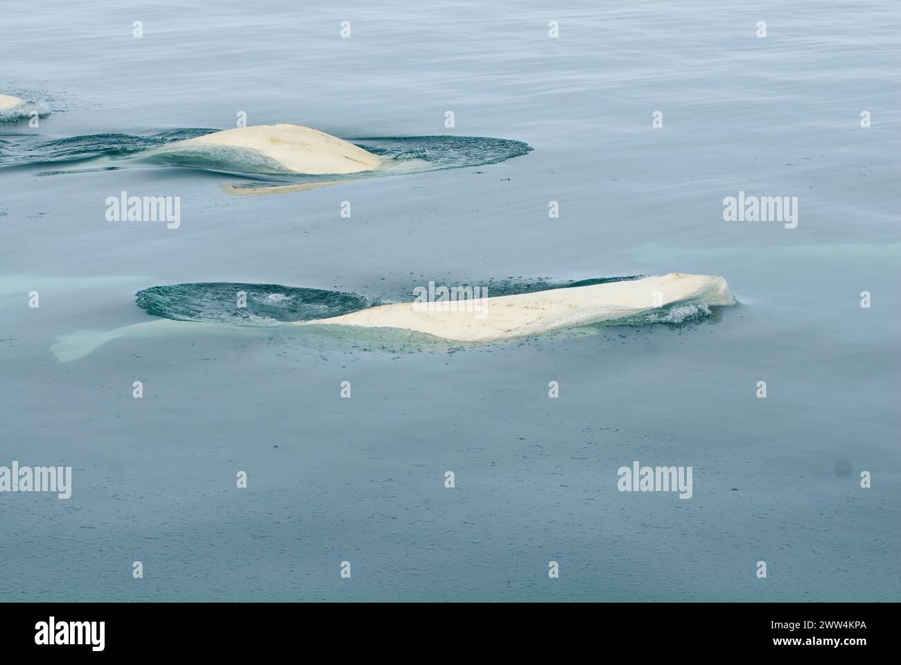 beluga whale, Delphinapterus leucas, adult in an open lead amidst the ...