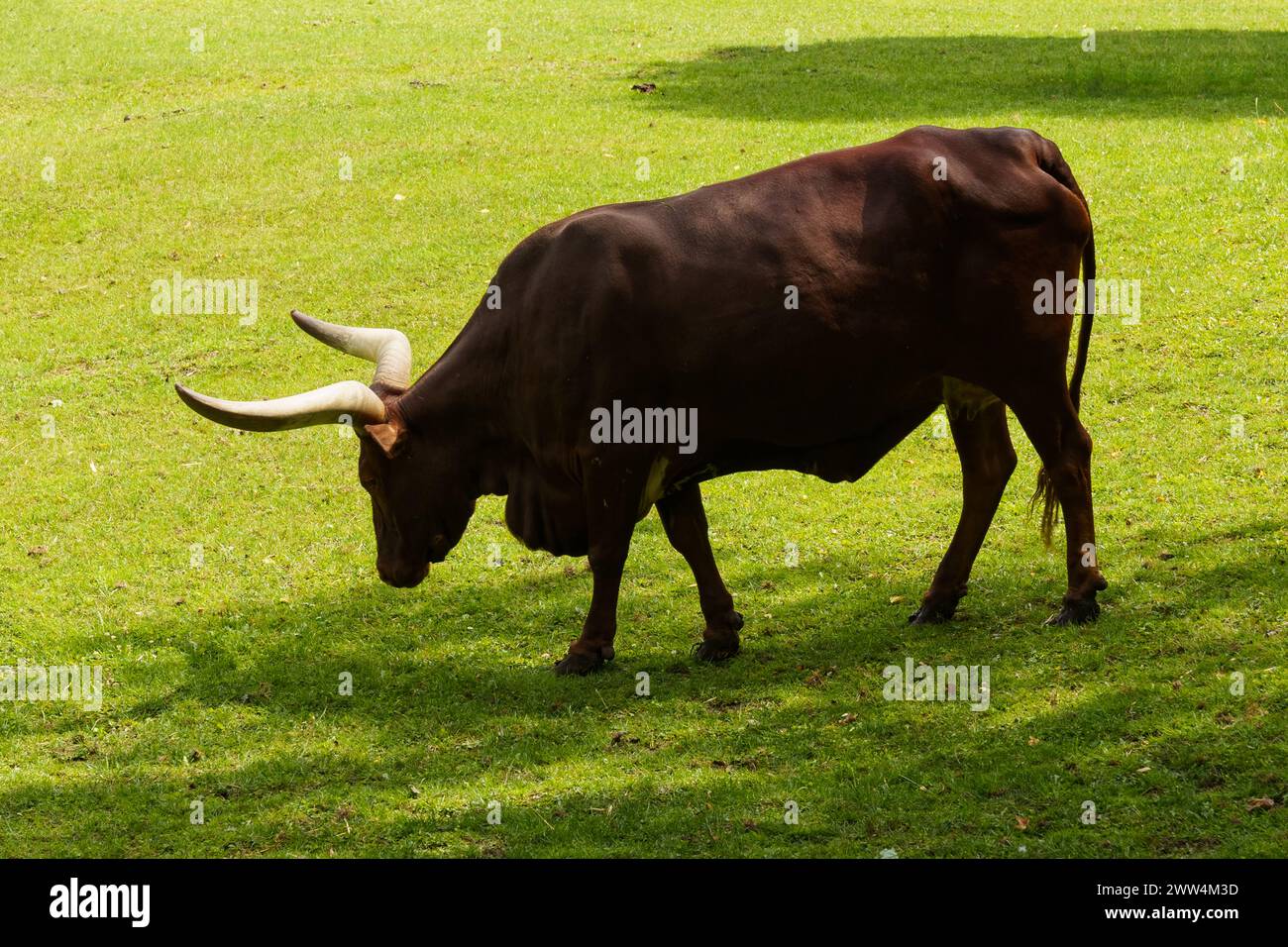 Strong powerful muscular beast hi-res stock photography and images - Alamy