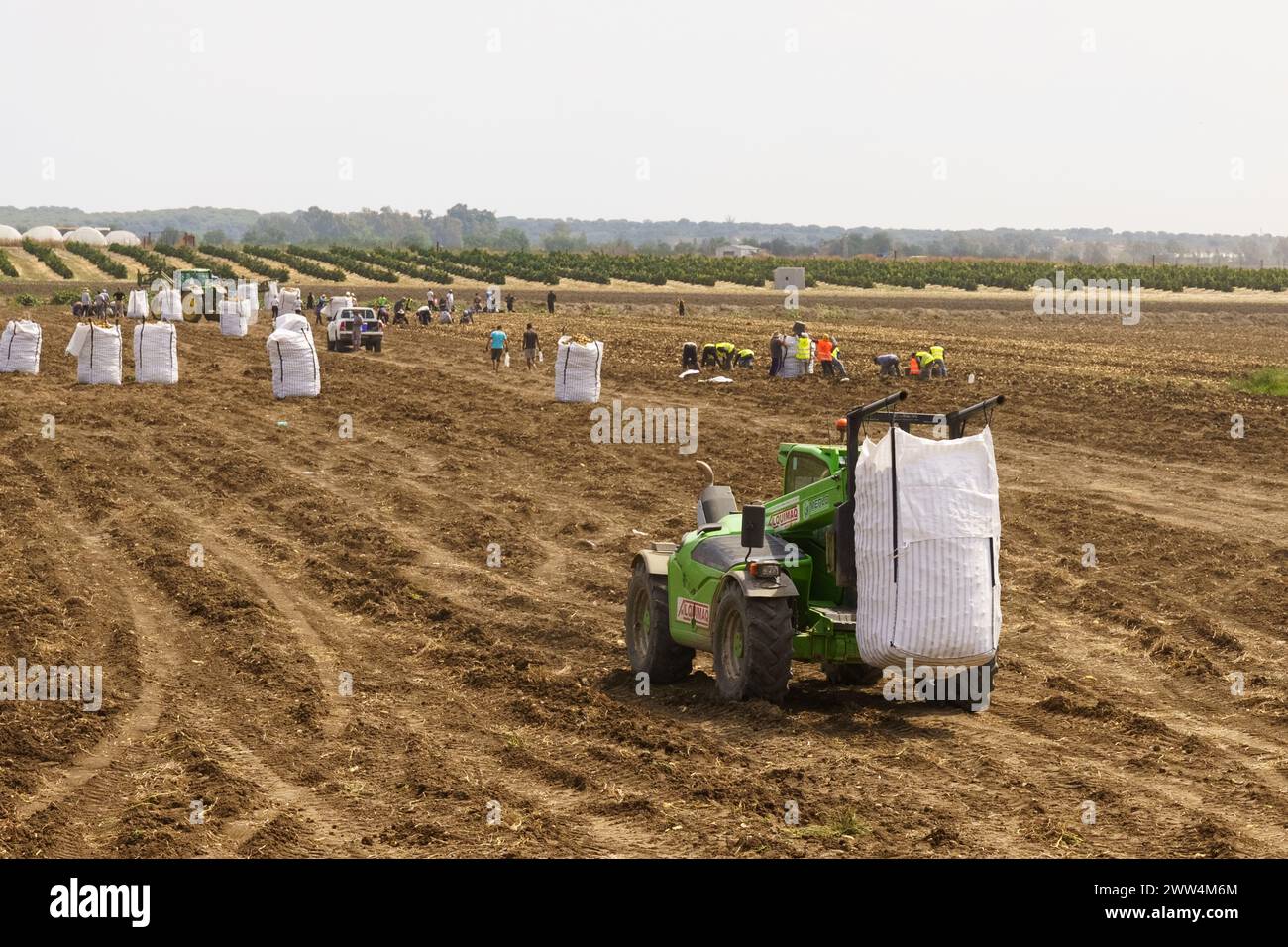 Huevar del Aljarafe, Seville, Spain - June 2, 2023: Farm workers are ...