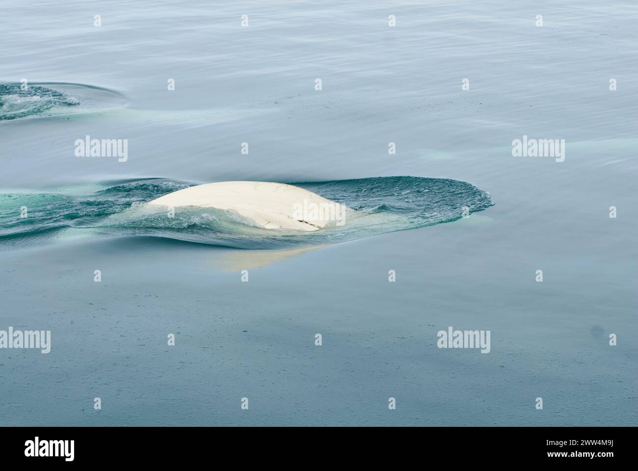 beluga whale, Delphinapterus leucas, adult in an open lead amidst the ...