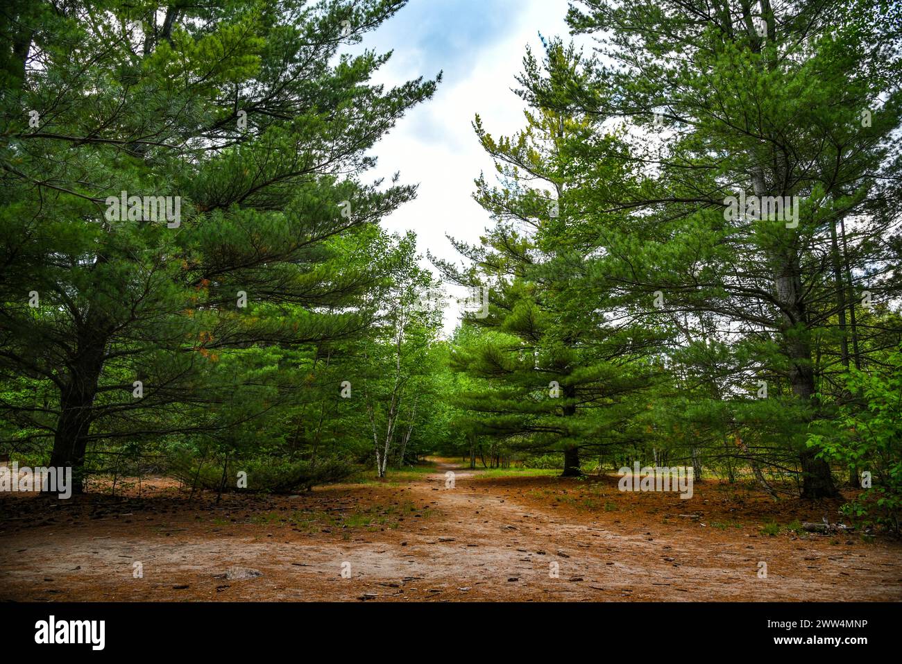 White Pine Trees Stock Photo - Alamy