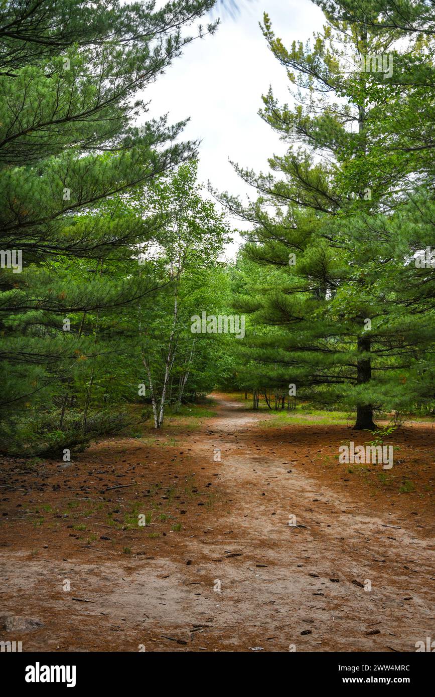 White Pine Trees Stock Photo - Alamy