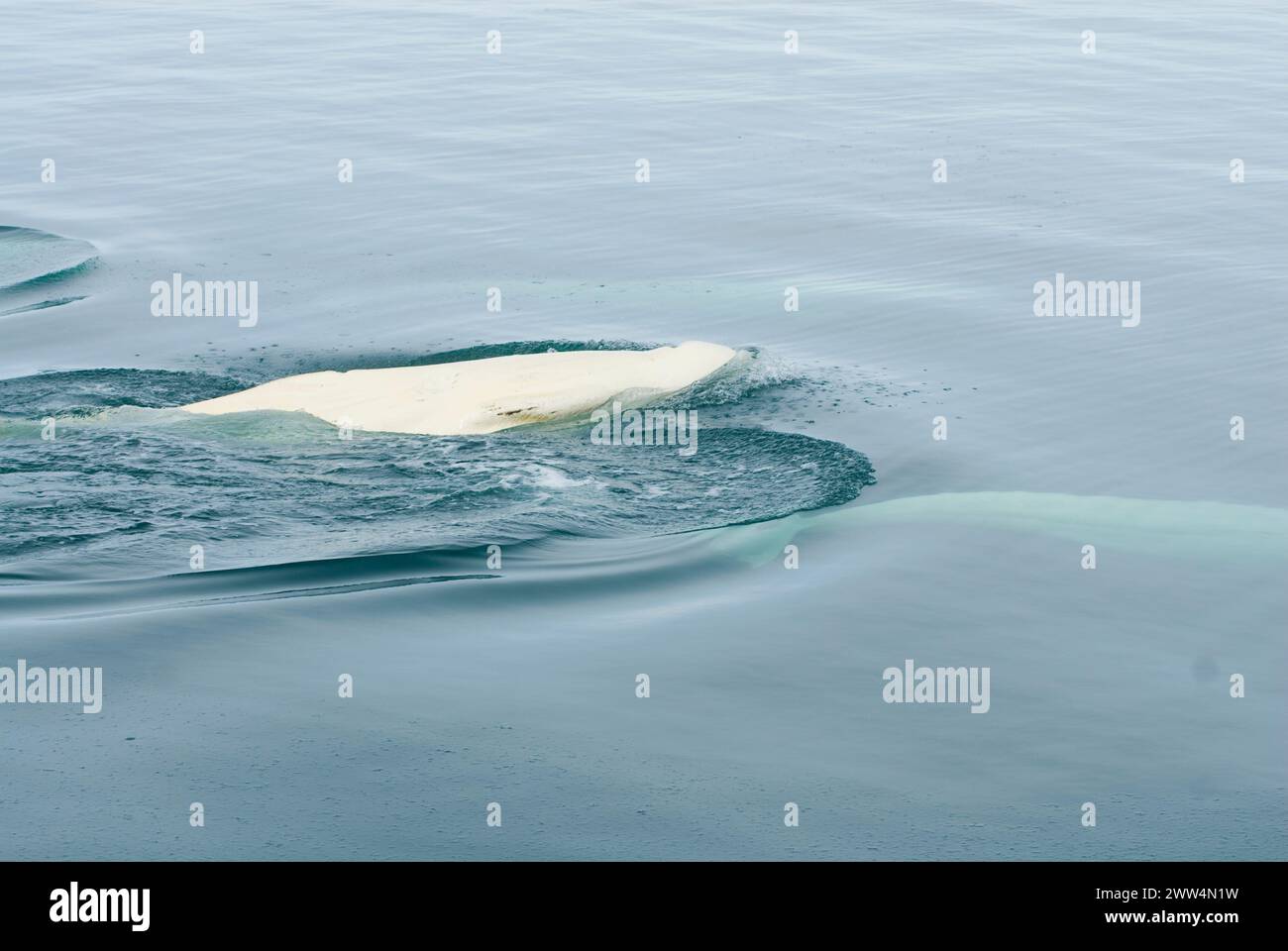 beluga whale, Delphinapterus leucas, adult in an open lead amidst the ...