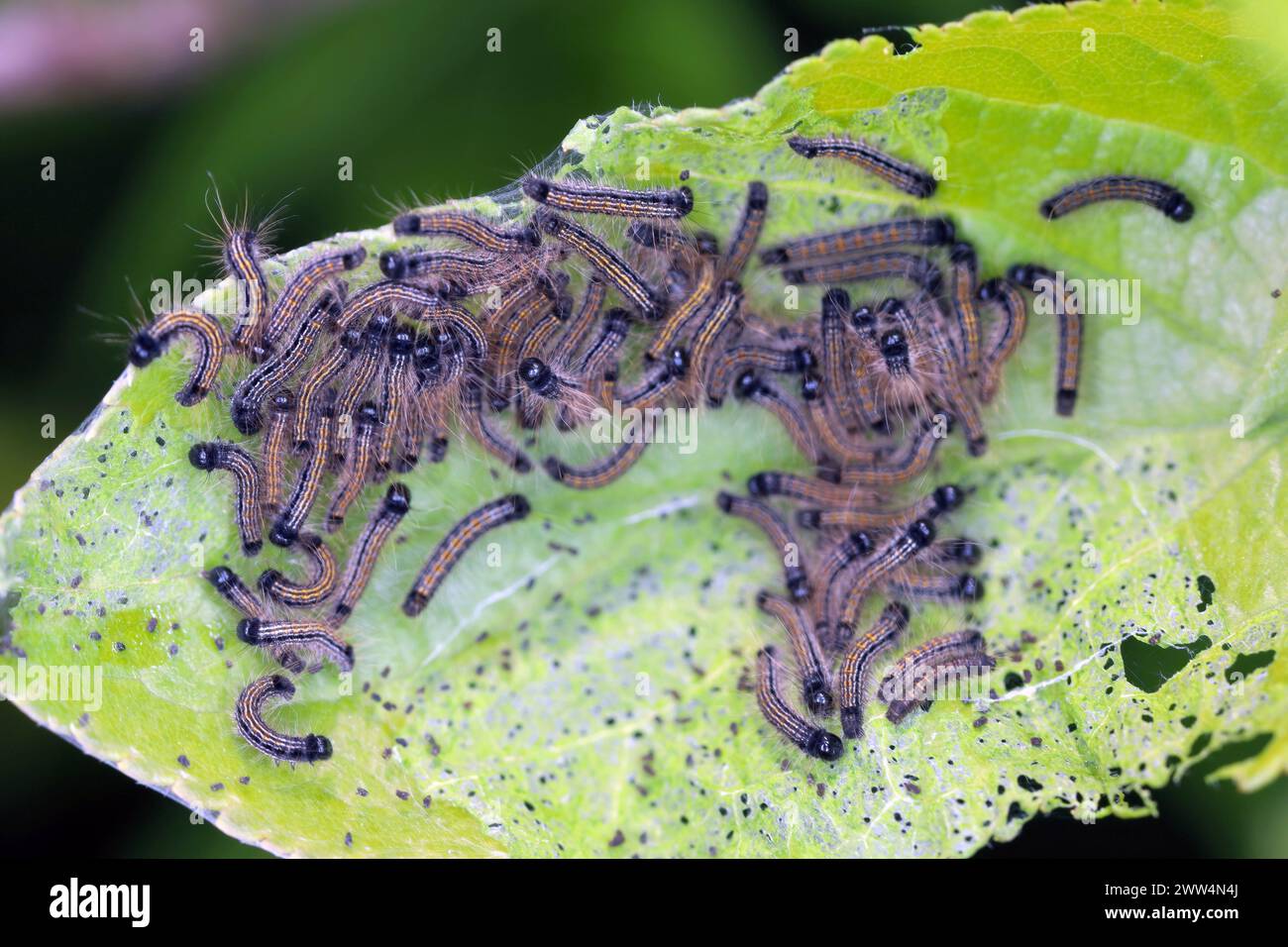 Caterpillars eating apple tree leaves in the garden. lackey moth ...