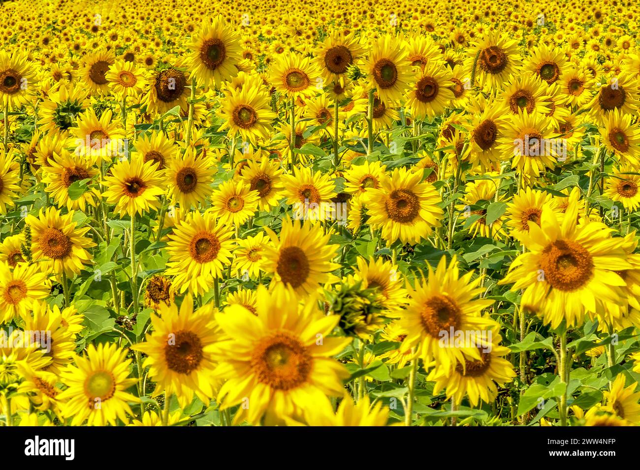 Sunflowers as bird feed hi-res stock photography and images - Alamy