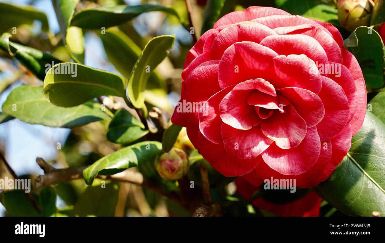 Japanese Camellia flowers, Camelia Japonica in the springtime garden ...