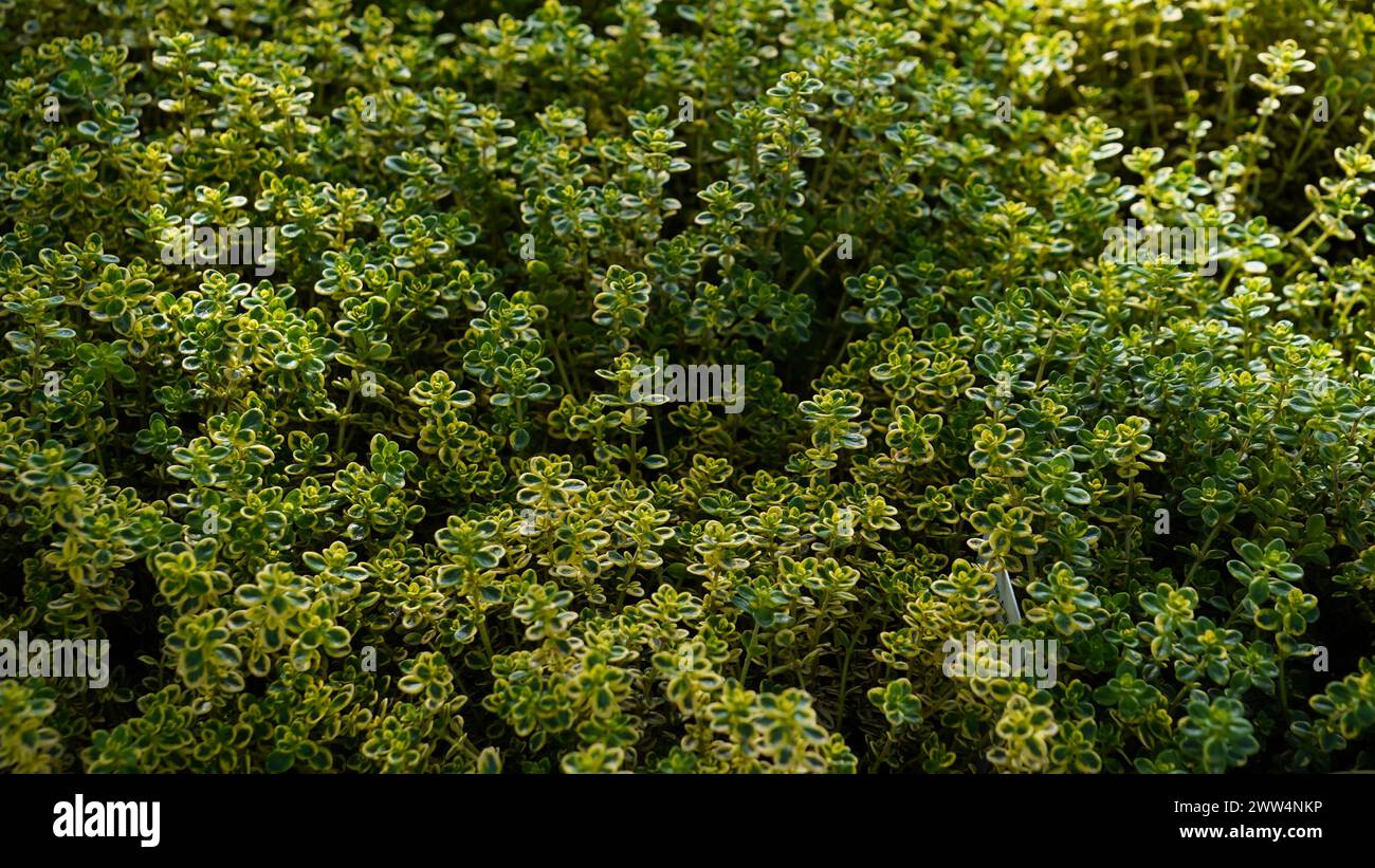 Aureus Lemon Thyme - Thymus citriodorus culinary herb plant. Lemon or ...