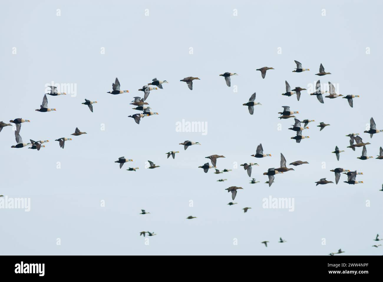 King eider Somateria spectabilis and Common eider Somateria mollissima ...