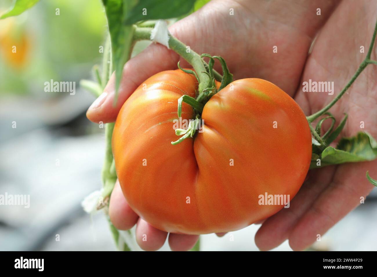 Big red tomato in farmer hands Stock Photo - Alamy