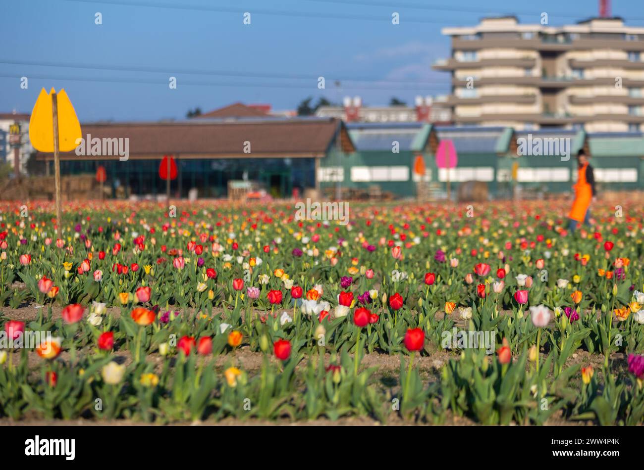 Milano, Italia. 21st Mar, 2024. Iniziata la fioritura dei tulipani al ...