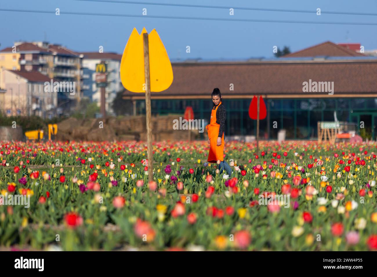 Milano, Italia. 21st Mar, 2024. Iniziata la fioritura dei tulipani al ...