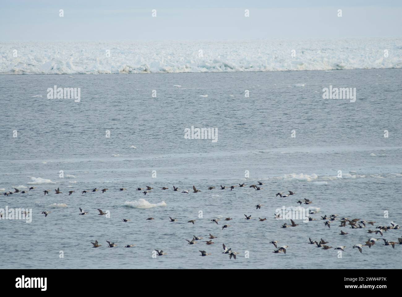 Common eider ducks flying hi-res stock photography and images - Alamy