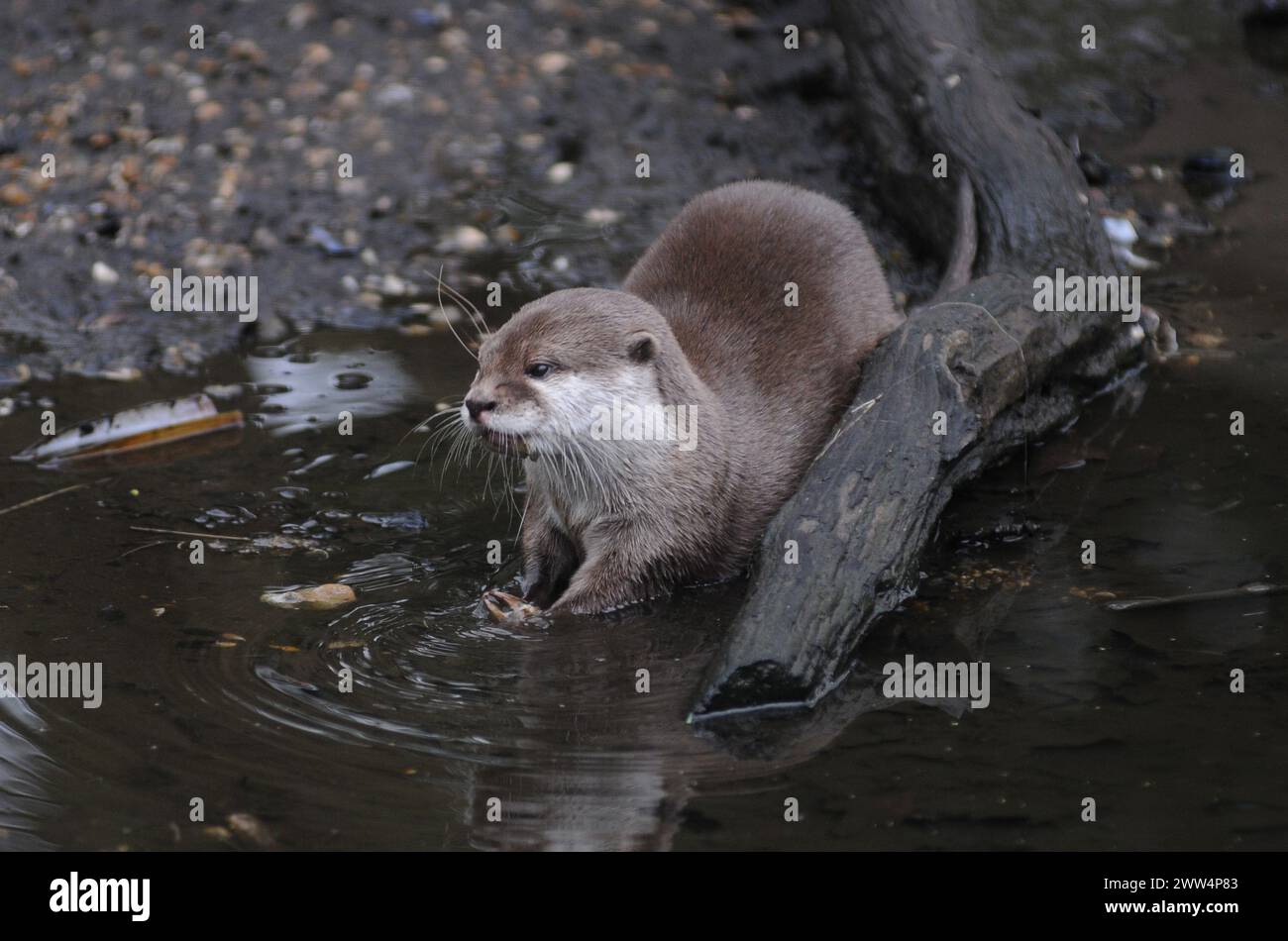 ASIAN SMALL CLAWED OTTER, MARWELL. NEAR WINCHESTER PIC MIKE WALKER 2024 Stock Photo - Alamy