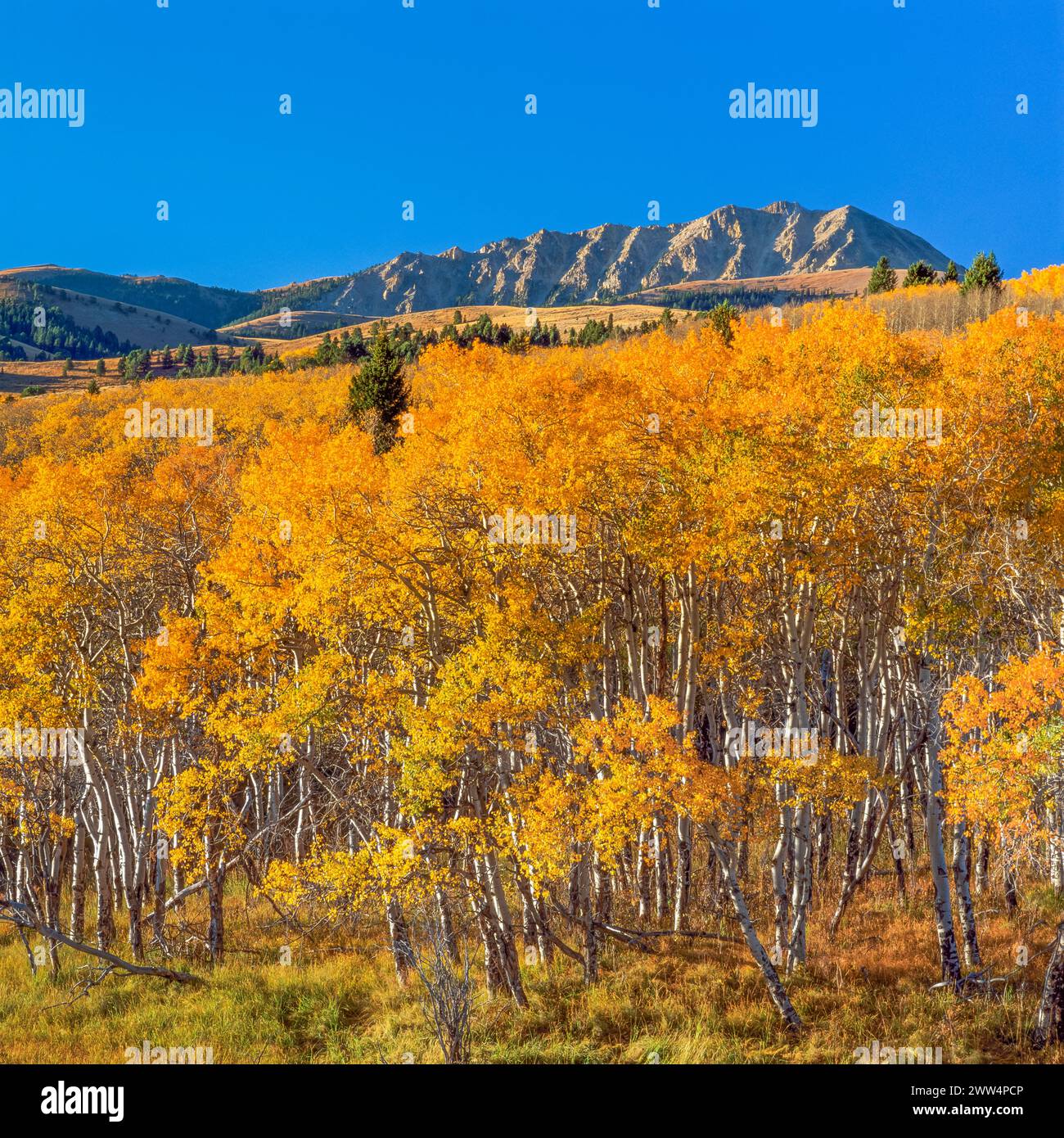 aspen in fall color below sawtooth mountain in the snowcrest range near ...