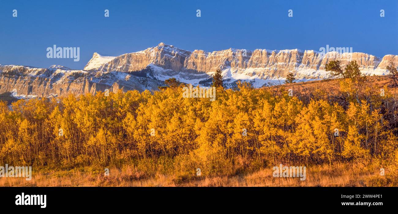 panorama of aspen in fall color below walling reef along the rocky ...