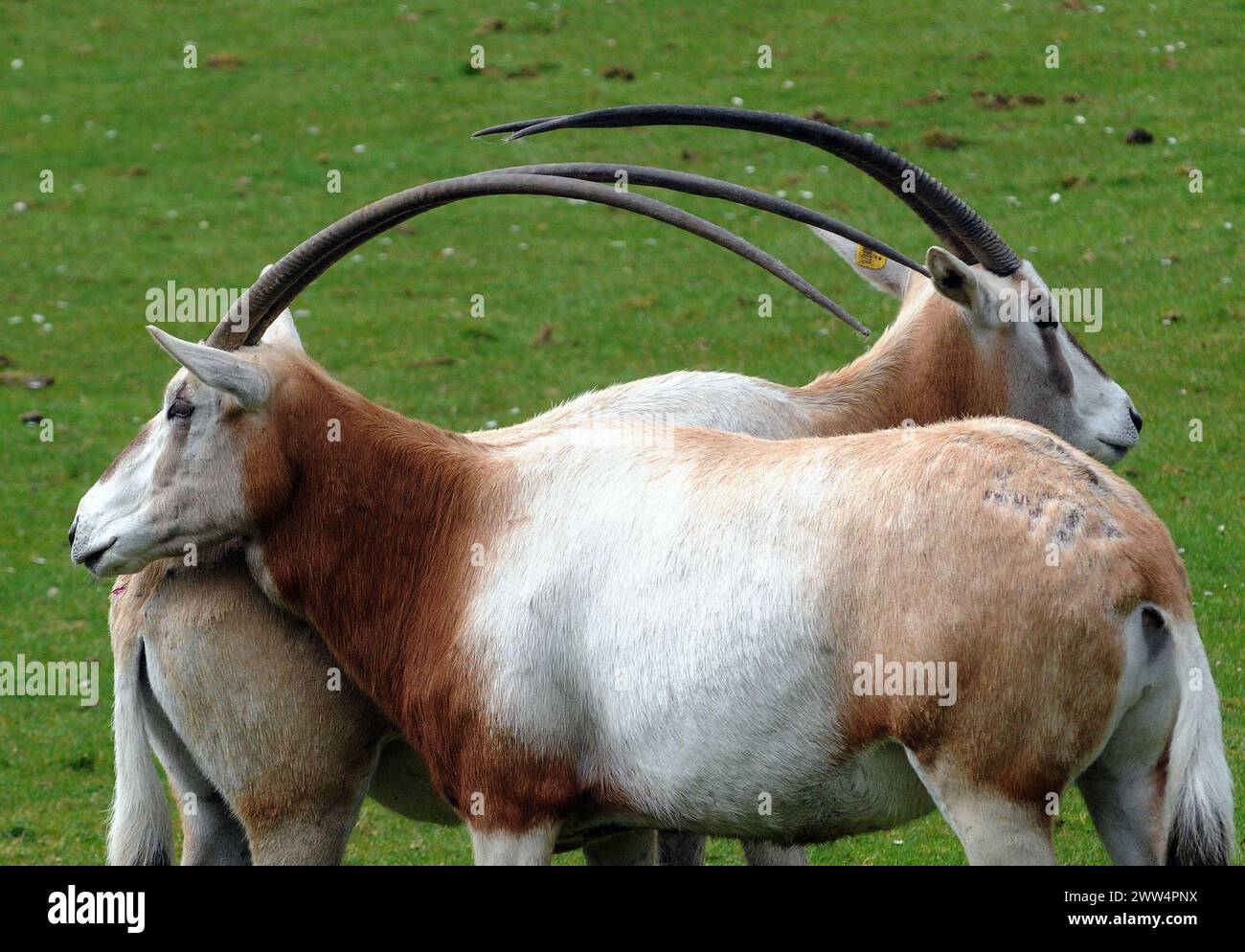 SCIMITER HORNED ORYX AT MARWELL ZOO, NEAR WINCXHESTER. THEY ARE EXTINCT ...