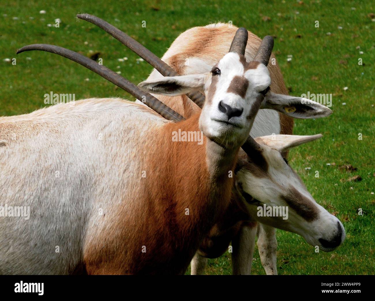 SCIMITER HORNED ORYX AT MARWELL ZOO, NEAR WINCXHESTER. THEY ARE EXTINCT ...
