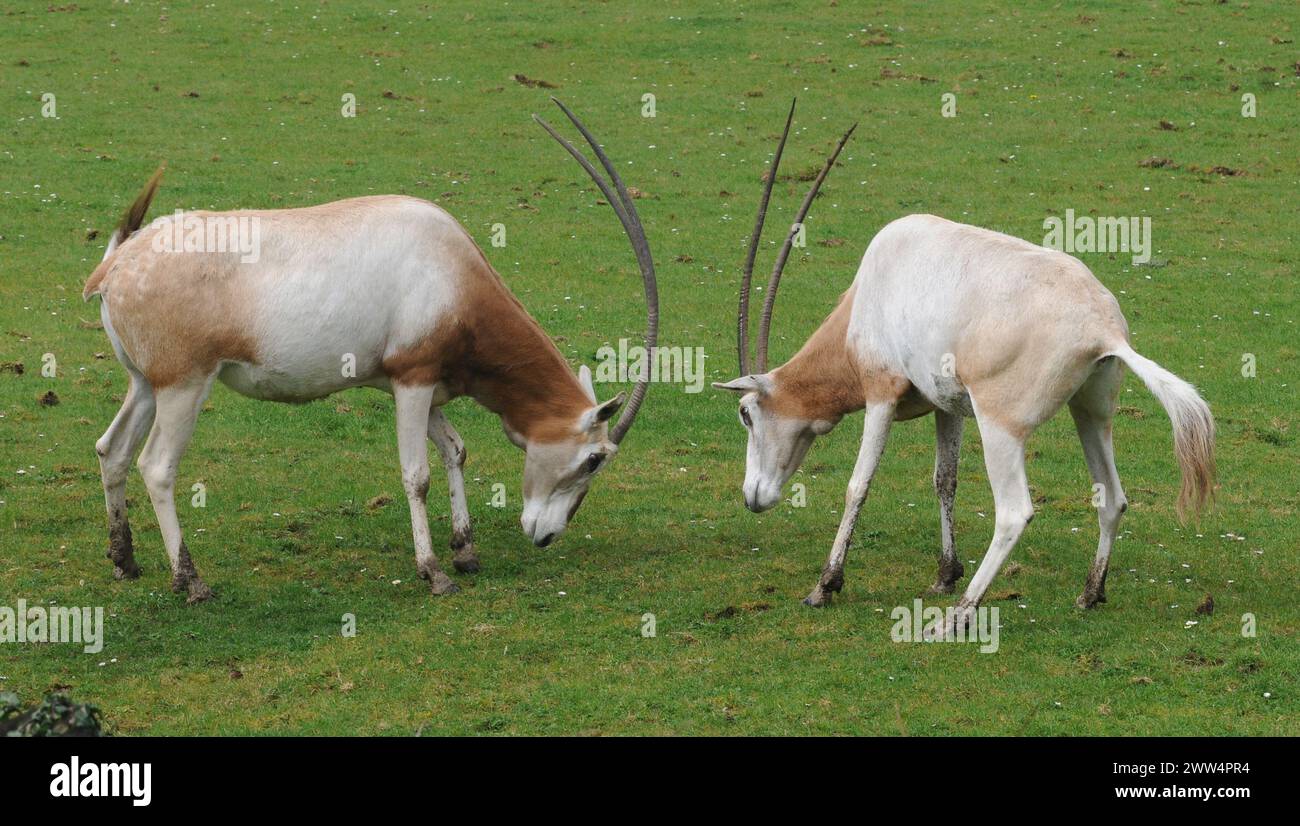 SCIMITER HORNED ORYX AT MARWELL ZOO, NEAR WINCXHESTER. THEY ARE EXTINCT ...