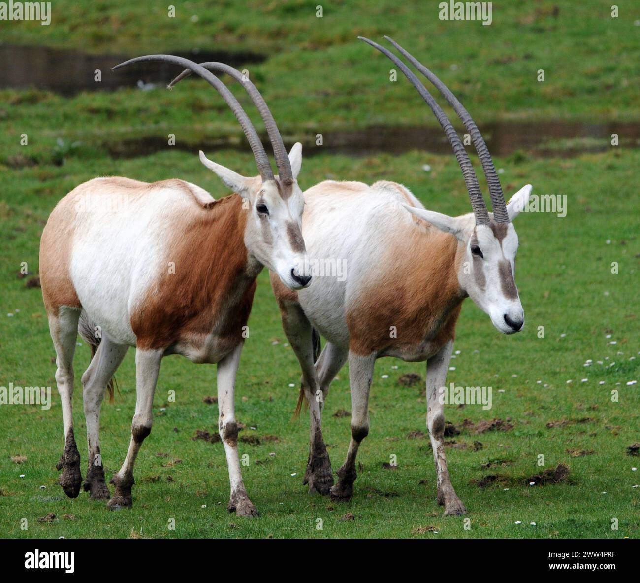SCIMITER HORNED ORYX AT MARWELL ZOO, NEAR WINCXHESTER. THEY ARE EXTINCT ...