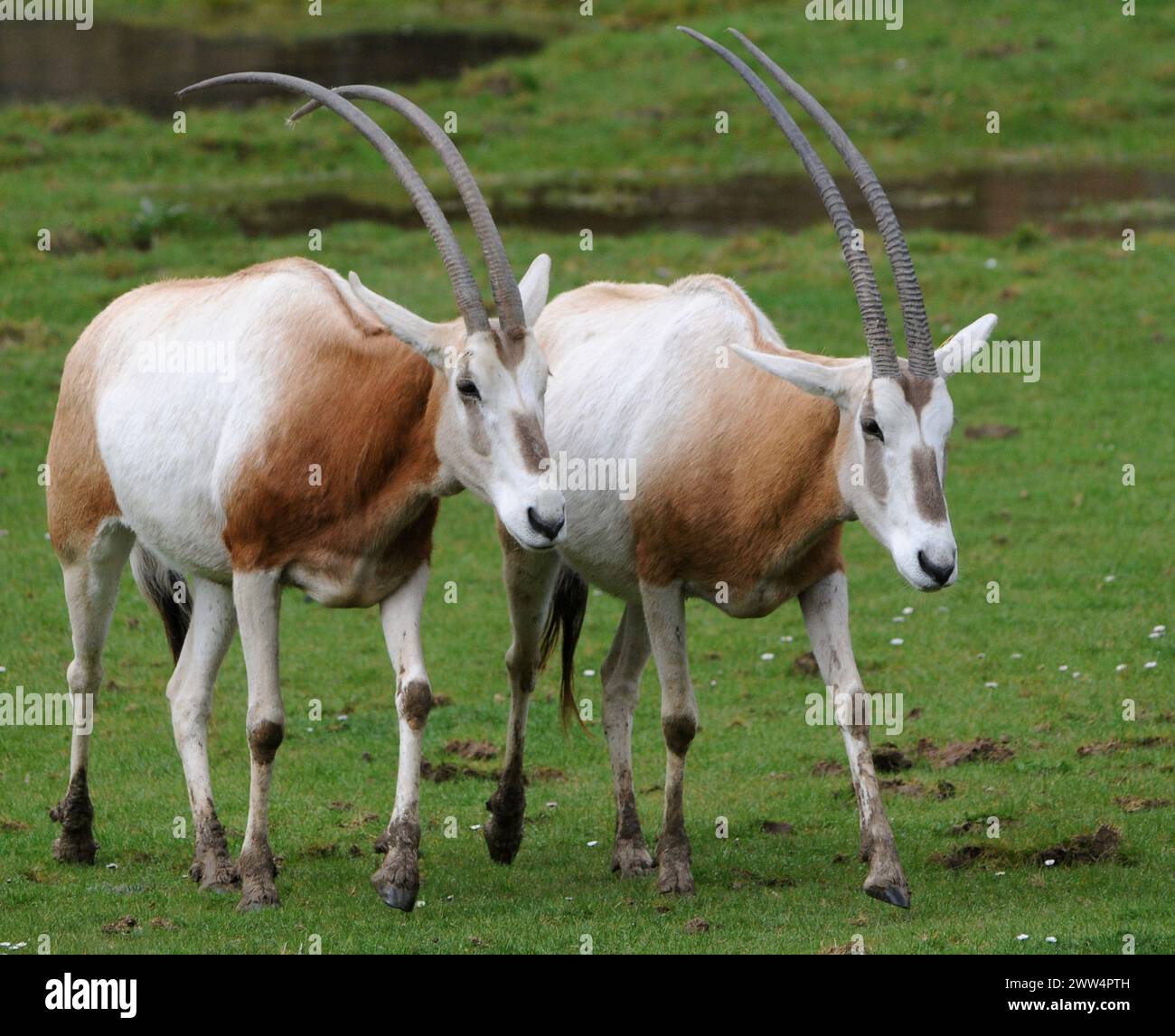 SCIMITER HORNED ORYX AT MARWELL ZOO, NEAR WINCXHESTER. THEY ARE EXTINCT ...