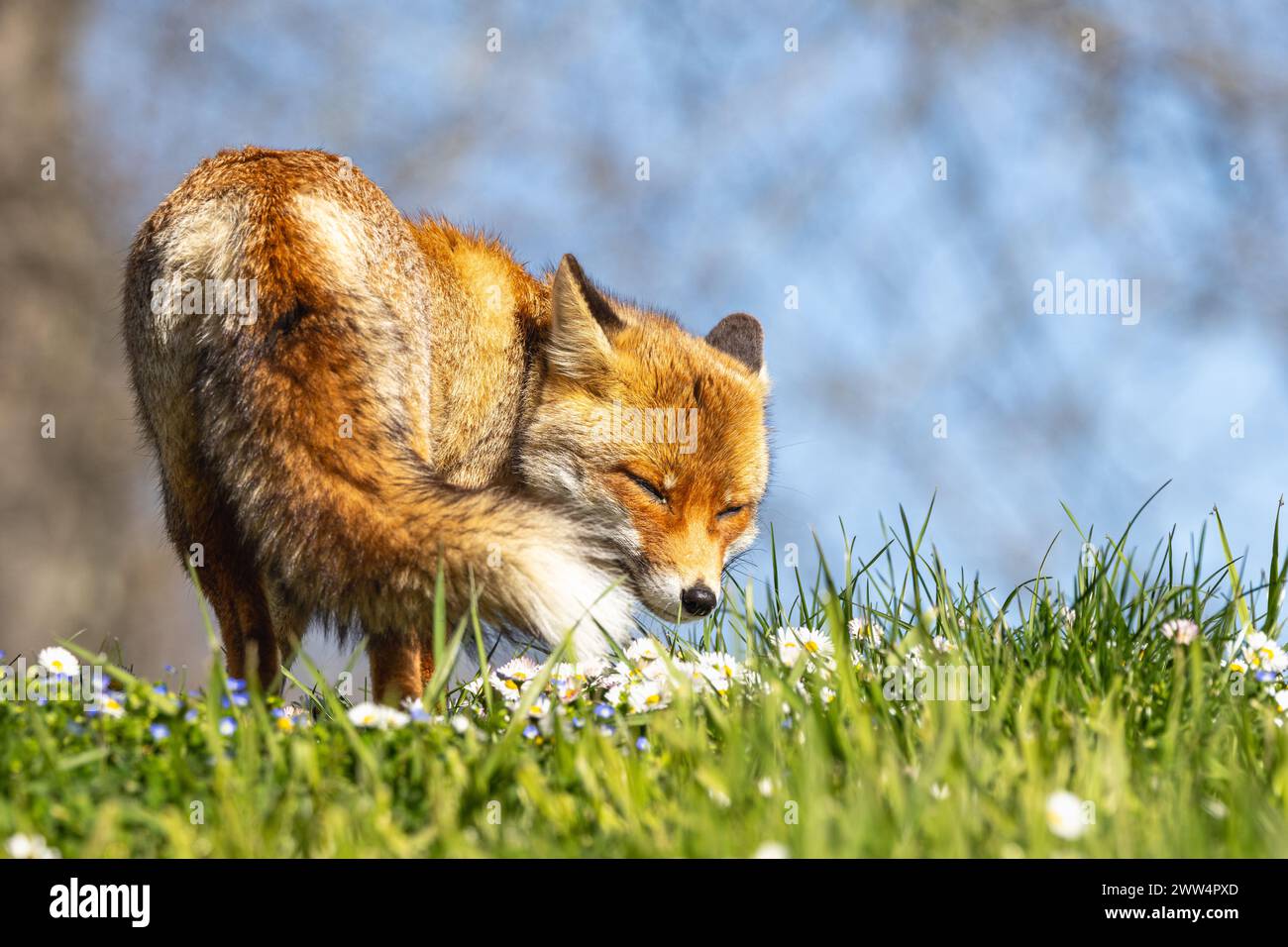 Red fox in spring flowers Stock Photo - Alamy