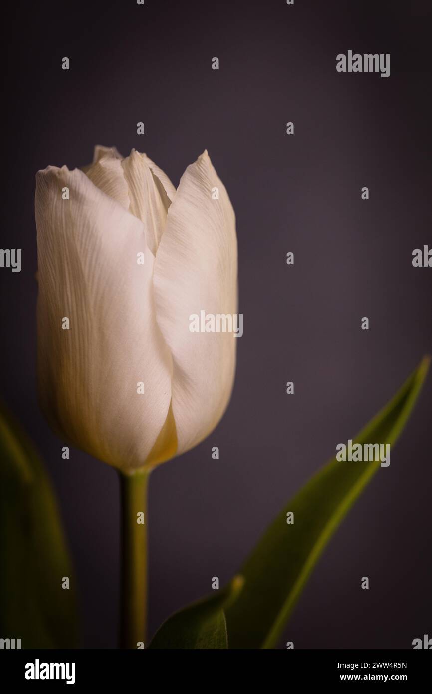 Delicate white tulip bud against mottled dark grey ground showing two ...