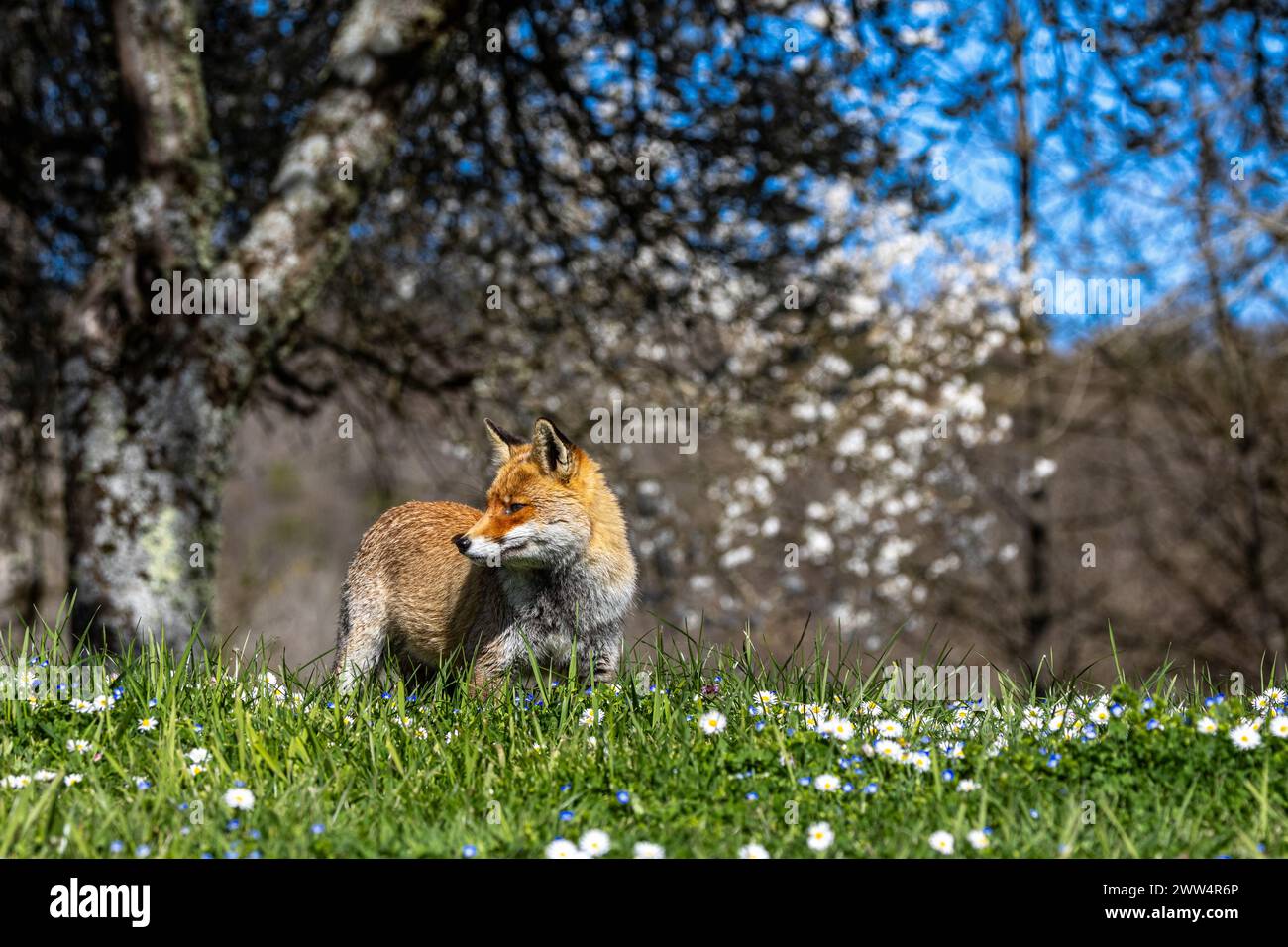 Red fox in spring flowers Stock Photo - Alamy