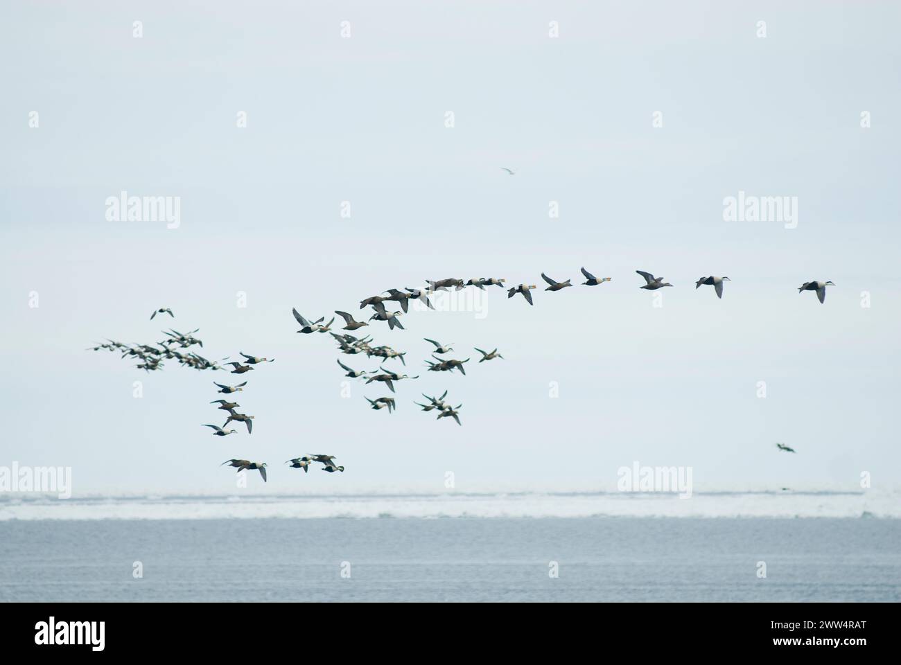 King eider Somateria spectabilis and Common eider Somateria mollissima ...