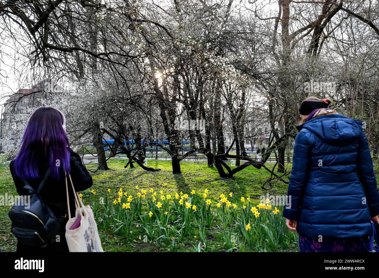 Krakow, Poland, March 21, 2024. Women watch daffodils in the landmark Planty public park in ...